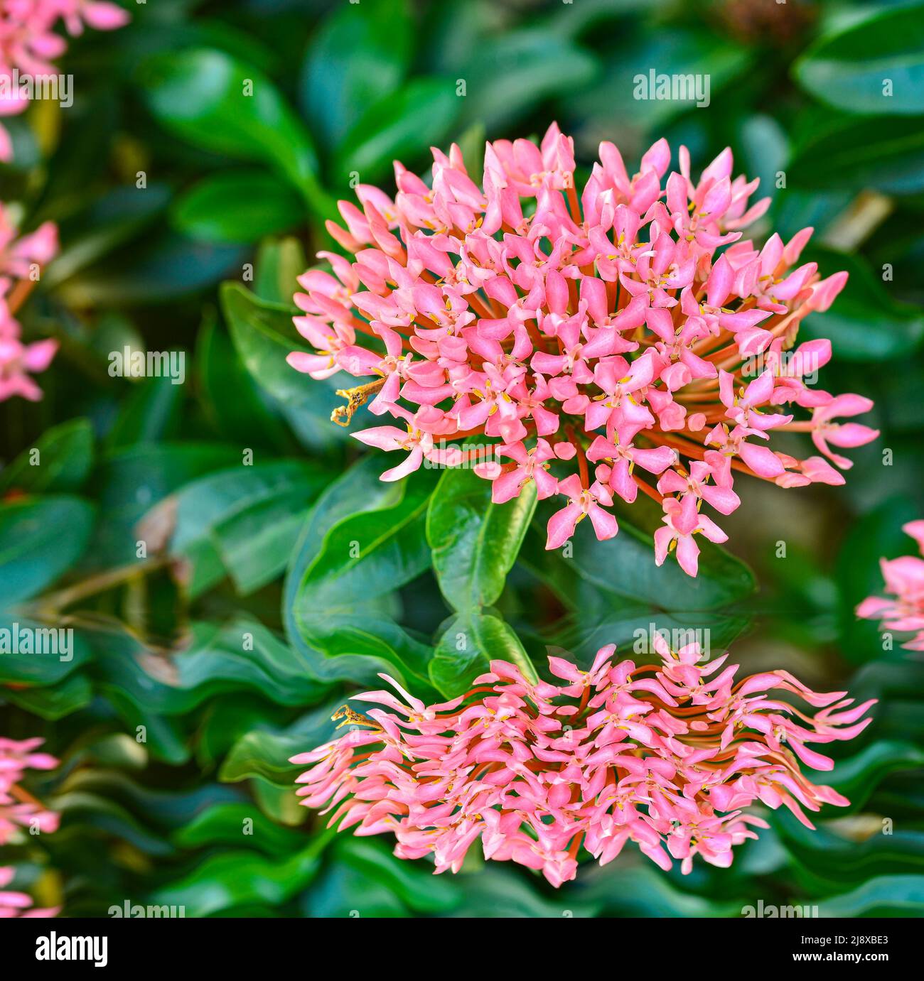 Soka flower hi-res stock photography and images - Alamy