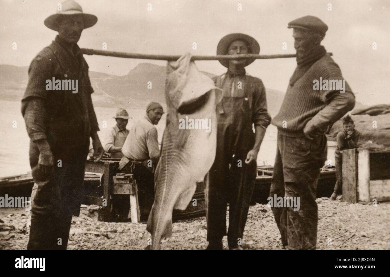 Cod 75 pounds Bonaventure Island ca. 1930 Stock Photo - Alamy