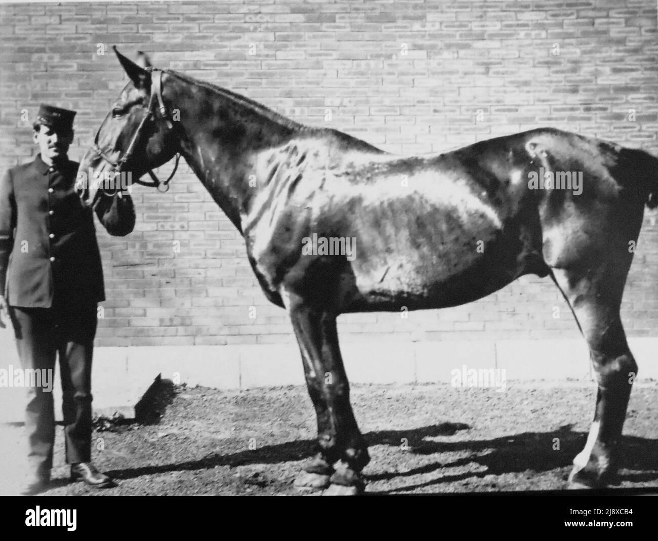Fire department horse Black and White Stock Photos & Images - Alamy