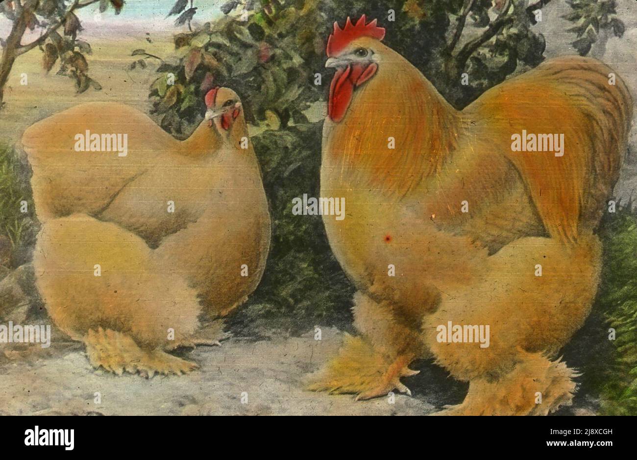 Buff cochin chickens hi-res stock photography and images - Alamy