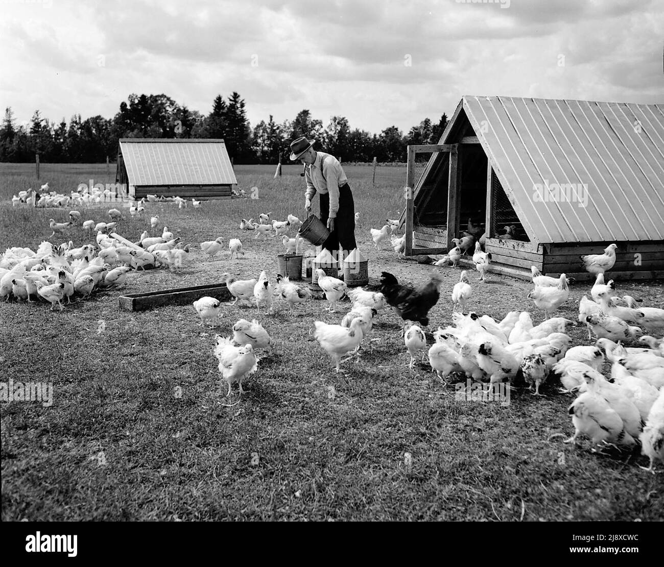 1940s chicken breeding hi-res stock photography and images - Alamy