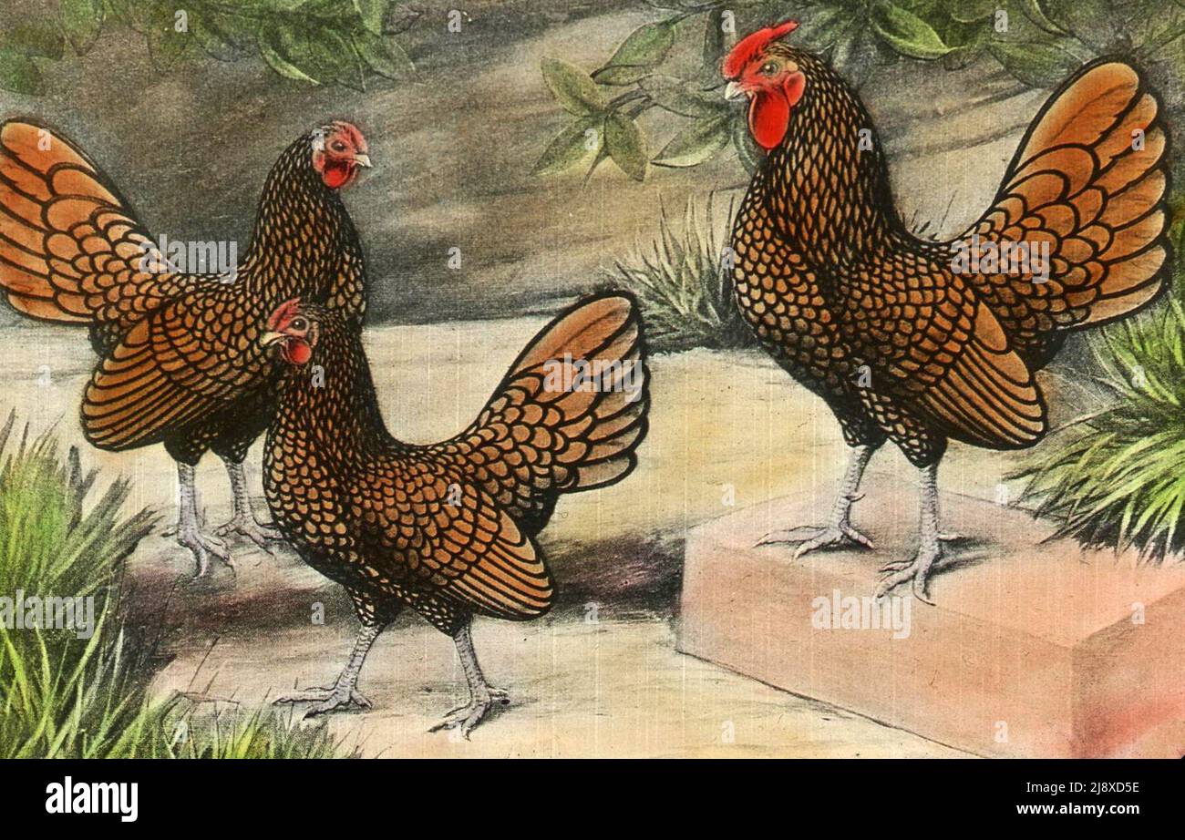 Golden sebright hi-res stock photography and images - Alamy