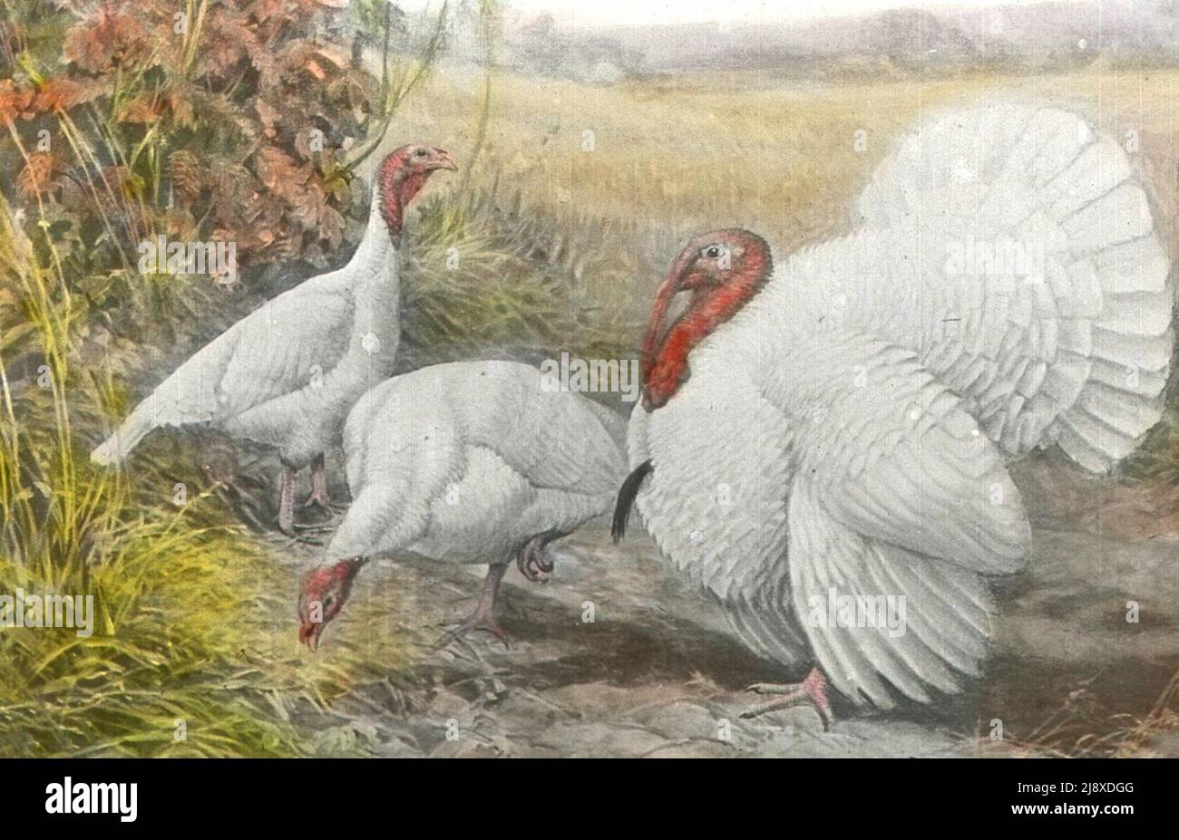 Three white holland turkeys hi-res stock photography and images - Alamy