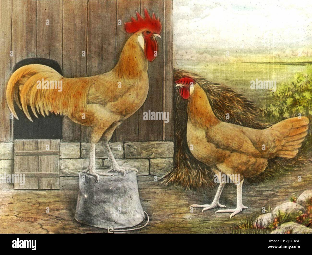 Sc buff minorcas chickens hi-res stock photography and images - Alamy