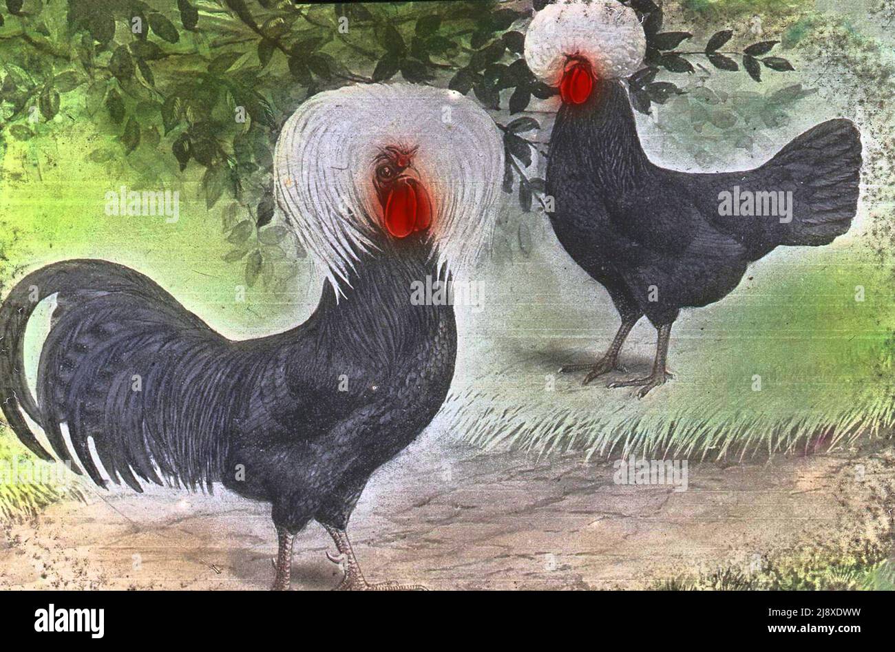 White crested black polish chickens hi-res stock photography and images ...