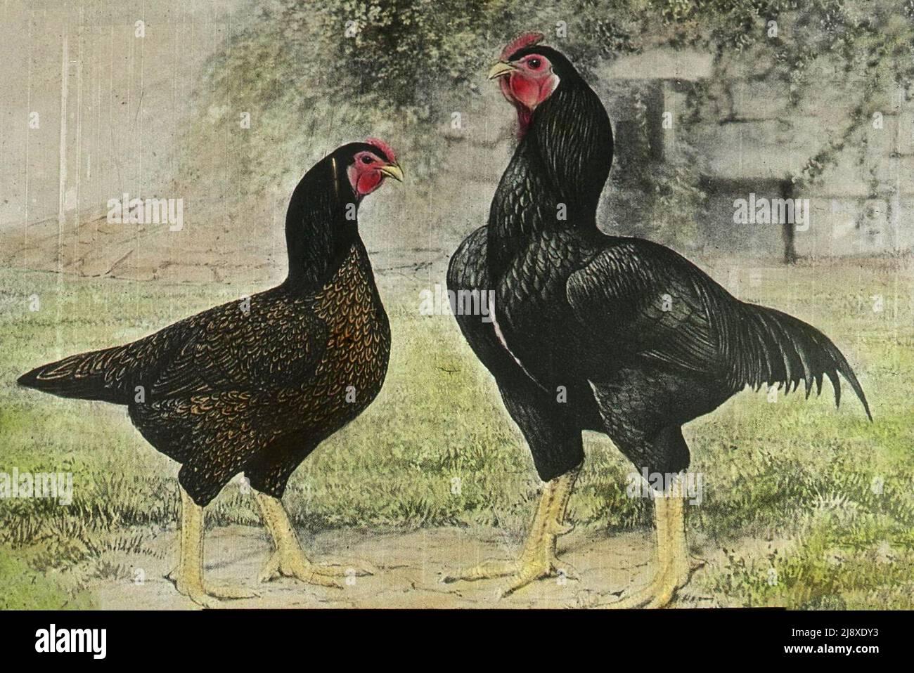 Two dark cornish chickens hi-res stock photography and images - Alamy