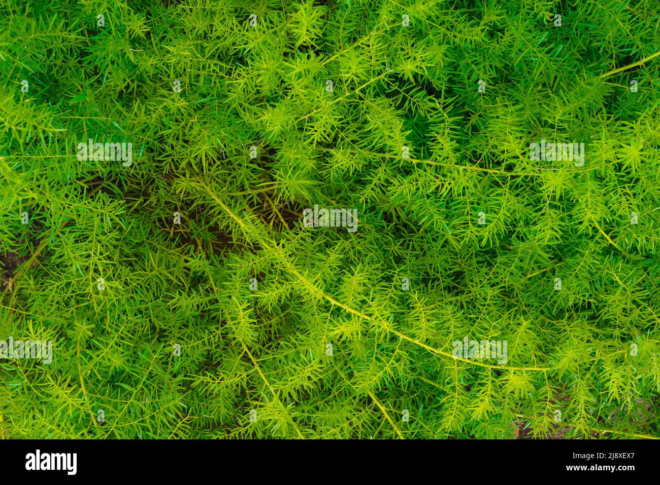 Asparagus fern hi-res stock photography and images - Alamy