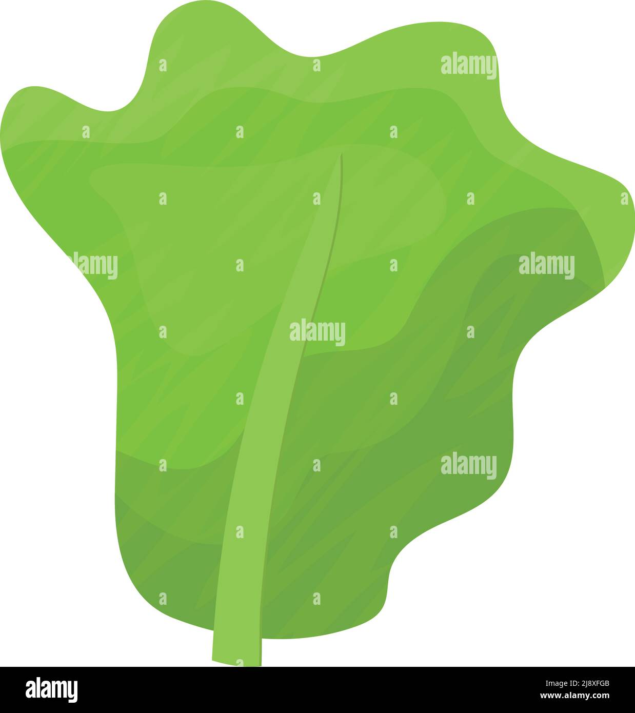 lettuce leaf illustration Stock Vector Image & Art - Alamy