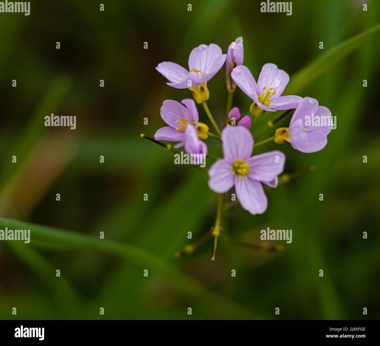 Hairy bittercress Cardamine hirsuta plant. Common weed and bitter ...