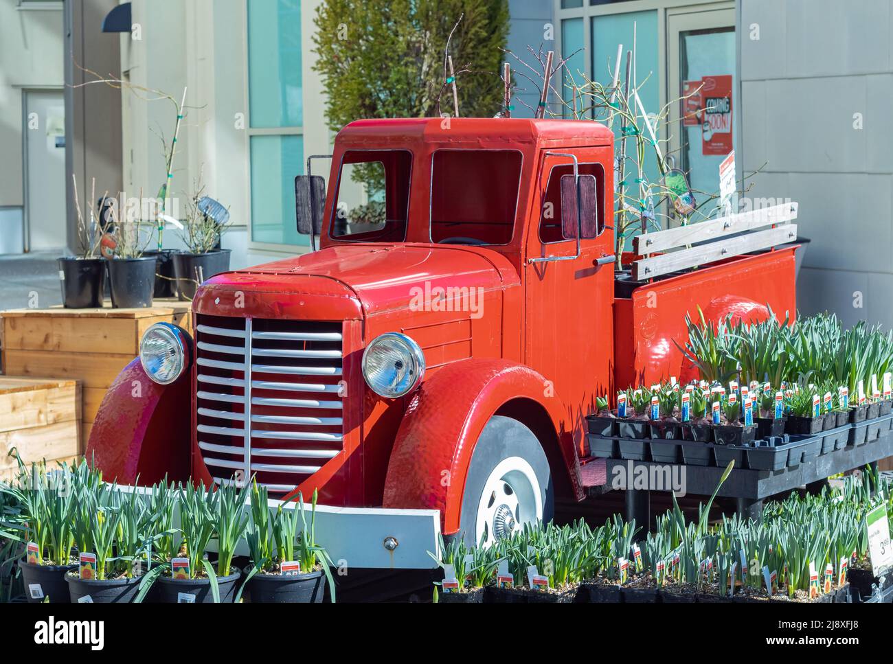 Close up view of the front end of a beautifully restored vintage truck ...
