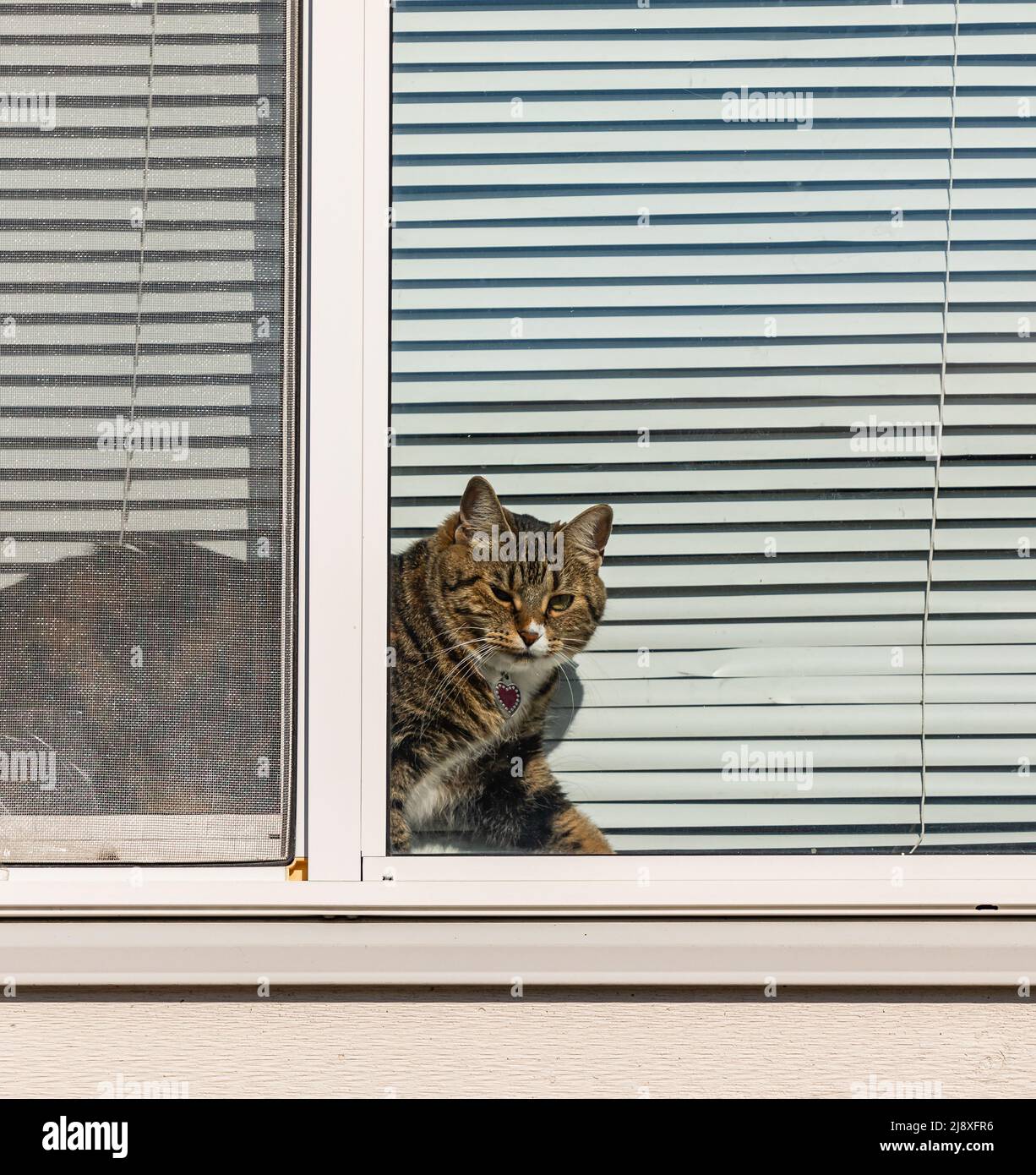 Tabby cat playing outside hi-res stock photography and images - Alamy