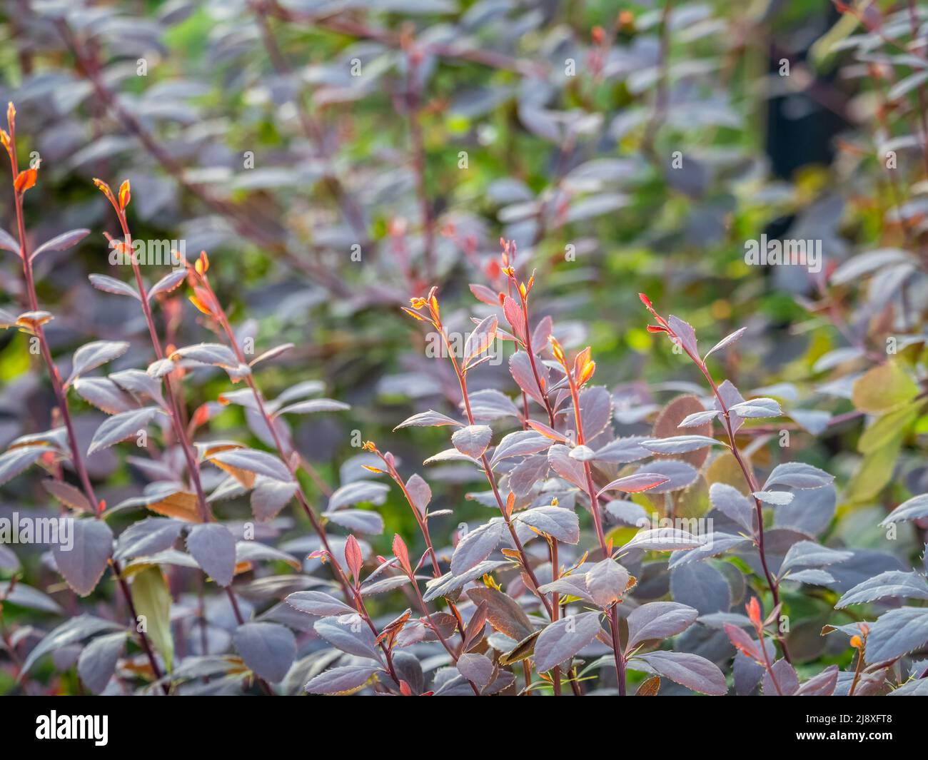 Branches of bushes with young red and green leaves. Background image ...