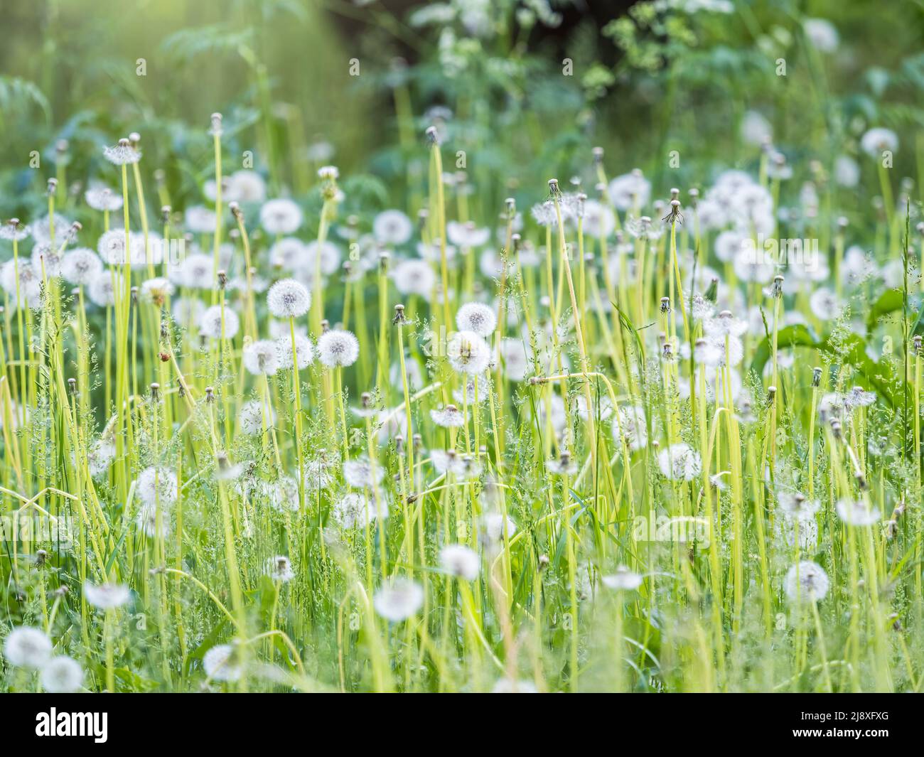 Field with white dandelion flowers. Meadow of white dandelions. Summer ...