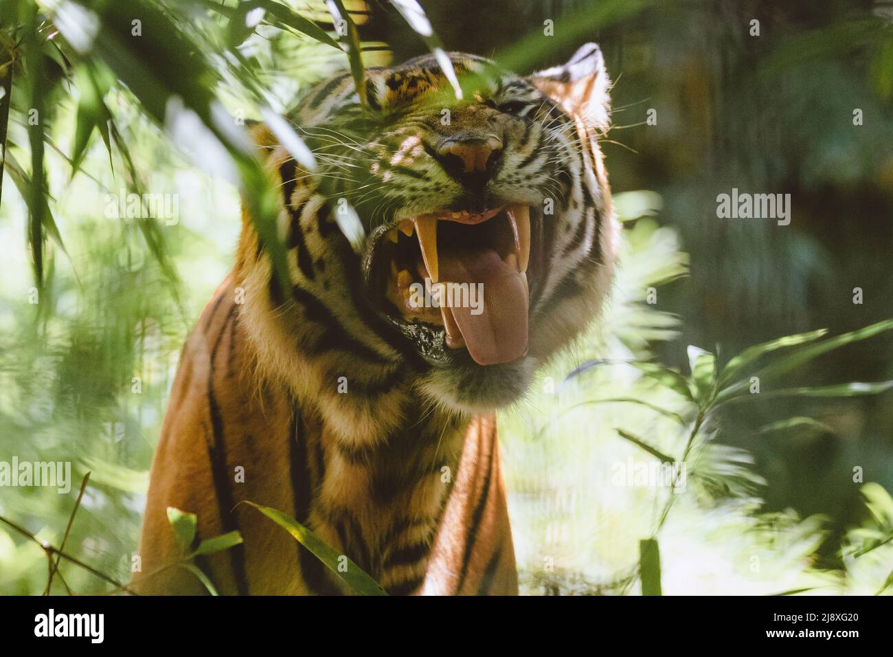 Tiger in forest nature hi-res stock photography and images - Alamy