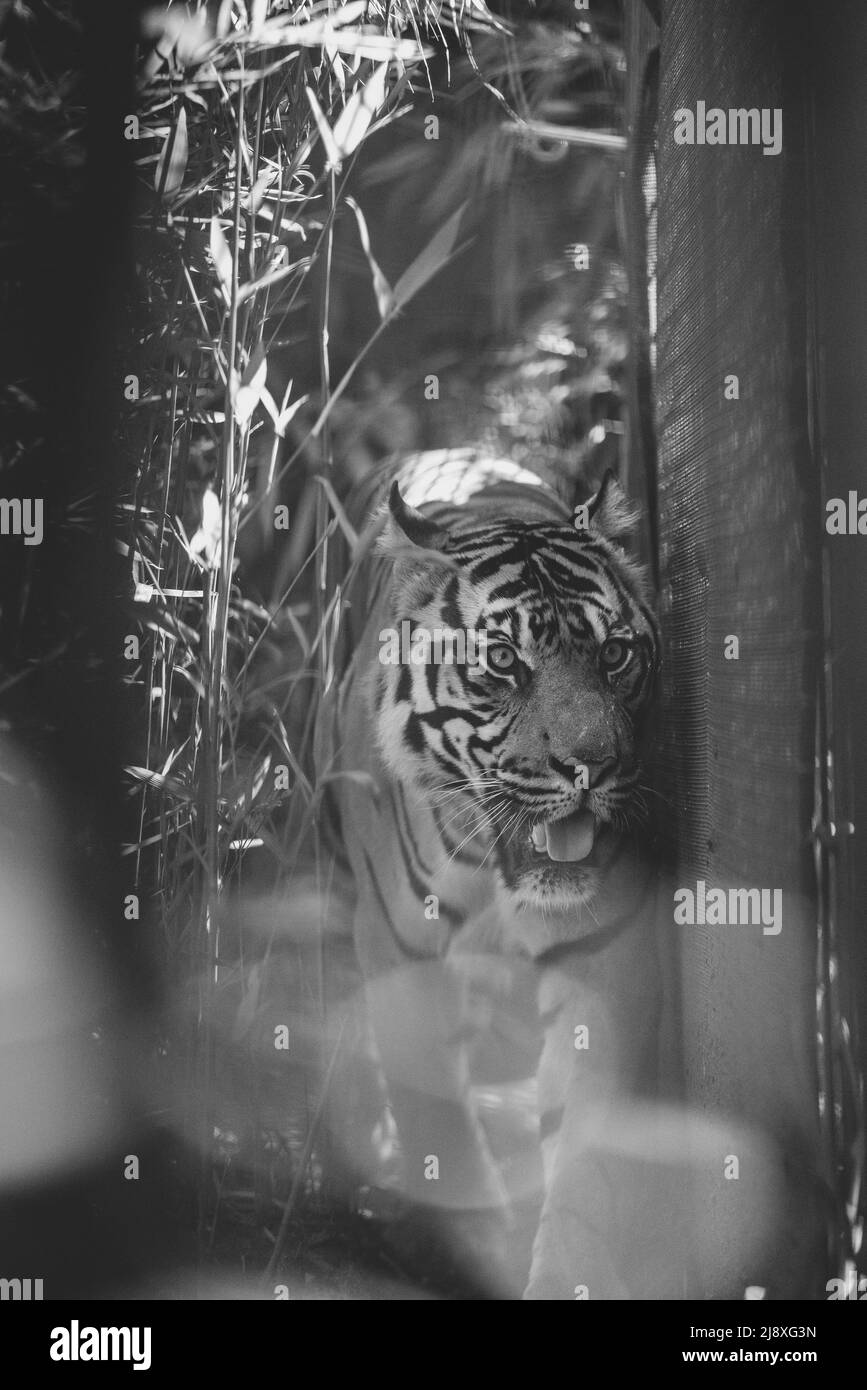 Big cat tiger head Black and White Stock Photos & Images - Alamy