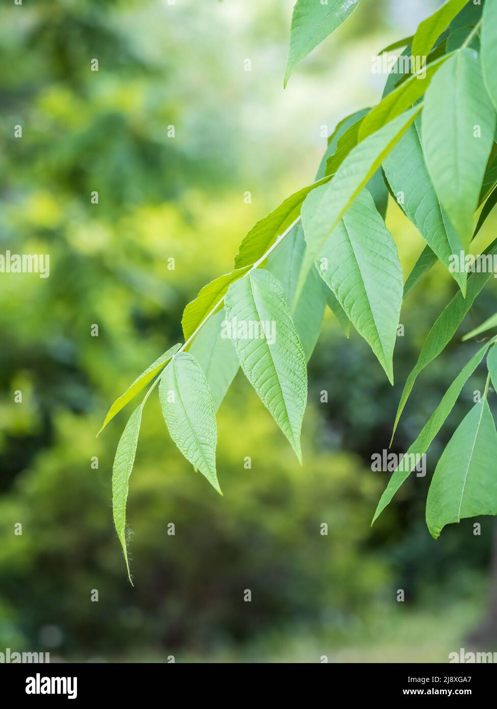 Branch with fresh green leaves of Juglans mandshurica, Manchurian ...