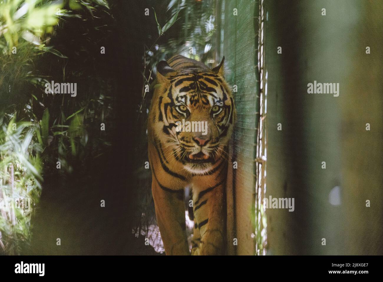 Sumatran Tiger in the forest Stock Photo - Alamy