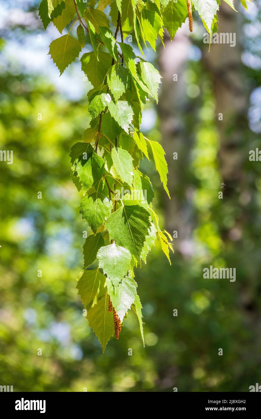 Birch branches with fresh green leaves and seeds. The branch of a birch ...