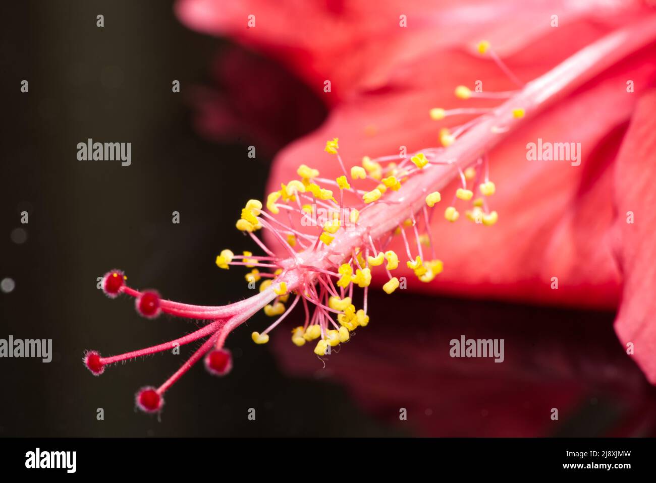The yellow stamens and the red pistils of a hibiscus flower ...
