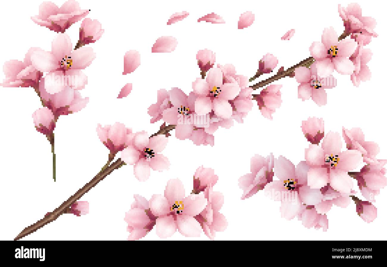 Realistic set of beautiful sakura branches flowers and petals isolated on white background ...
