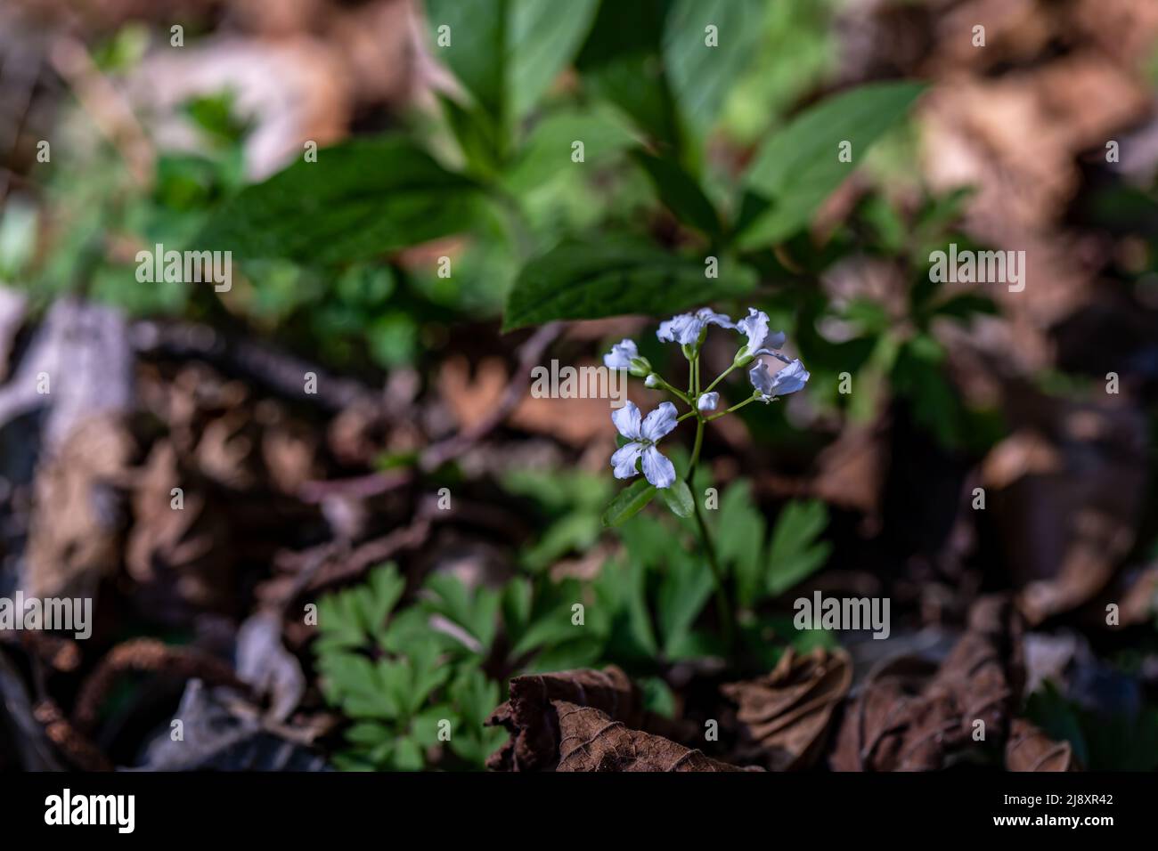 Cardamine trifolia hi-res stock photography and images - Alamy