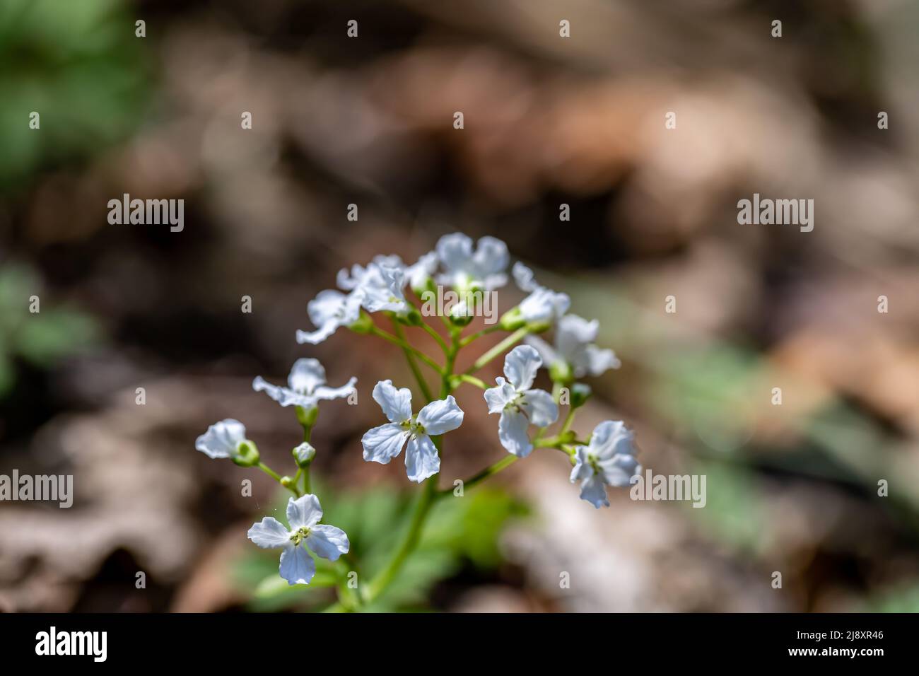 Cardamine trifolia flower growing in mountains Stock Photo - Alamy