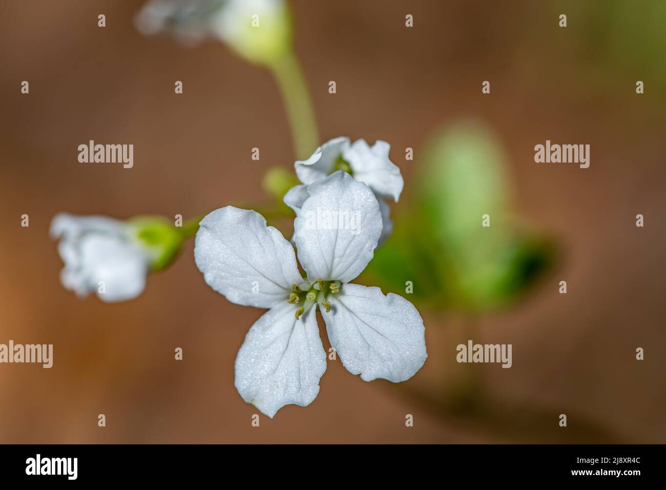 Cardamine trifolia flower growing in mountains, close up Stock Photo ...