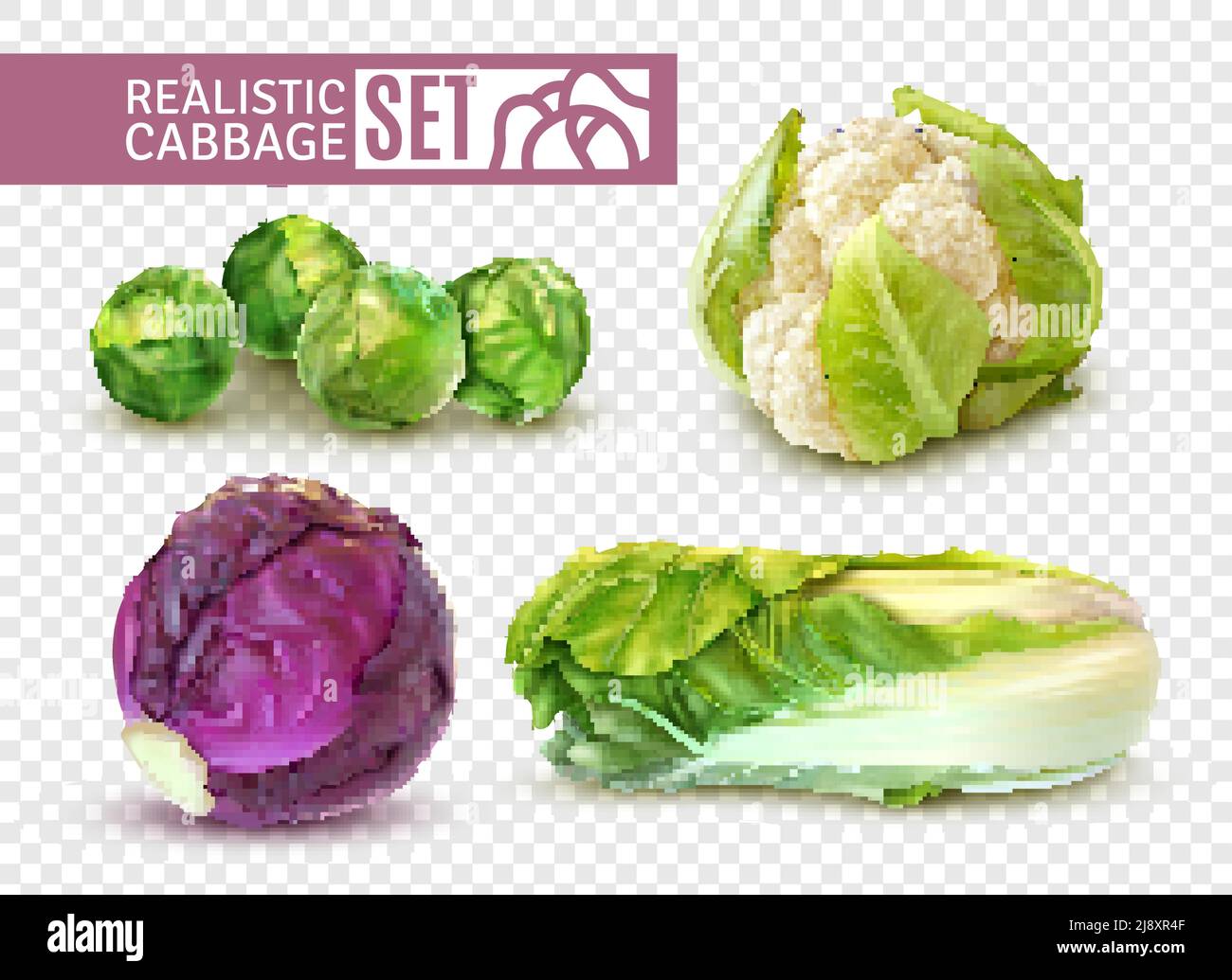 Realistic set with brussels sprouts chinese cabbage cauliflower ...