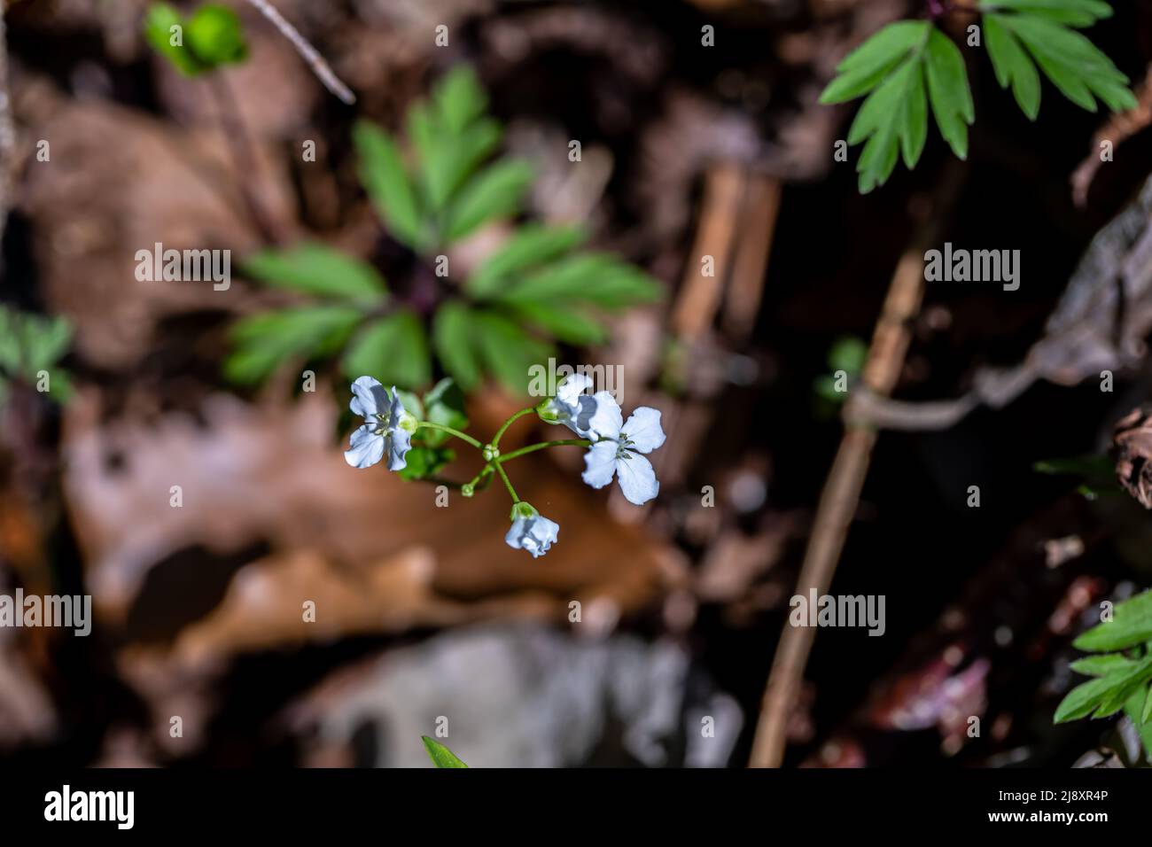 Cardamine trifolia hi-res stock photography and images - Alamy