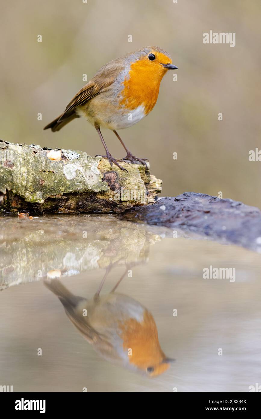 Robin full reflection hi-res stock photography and images - Alamy