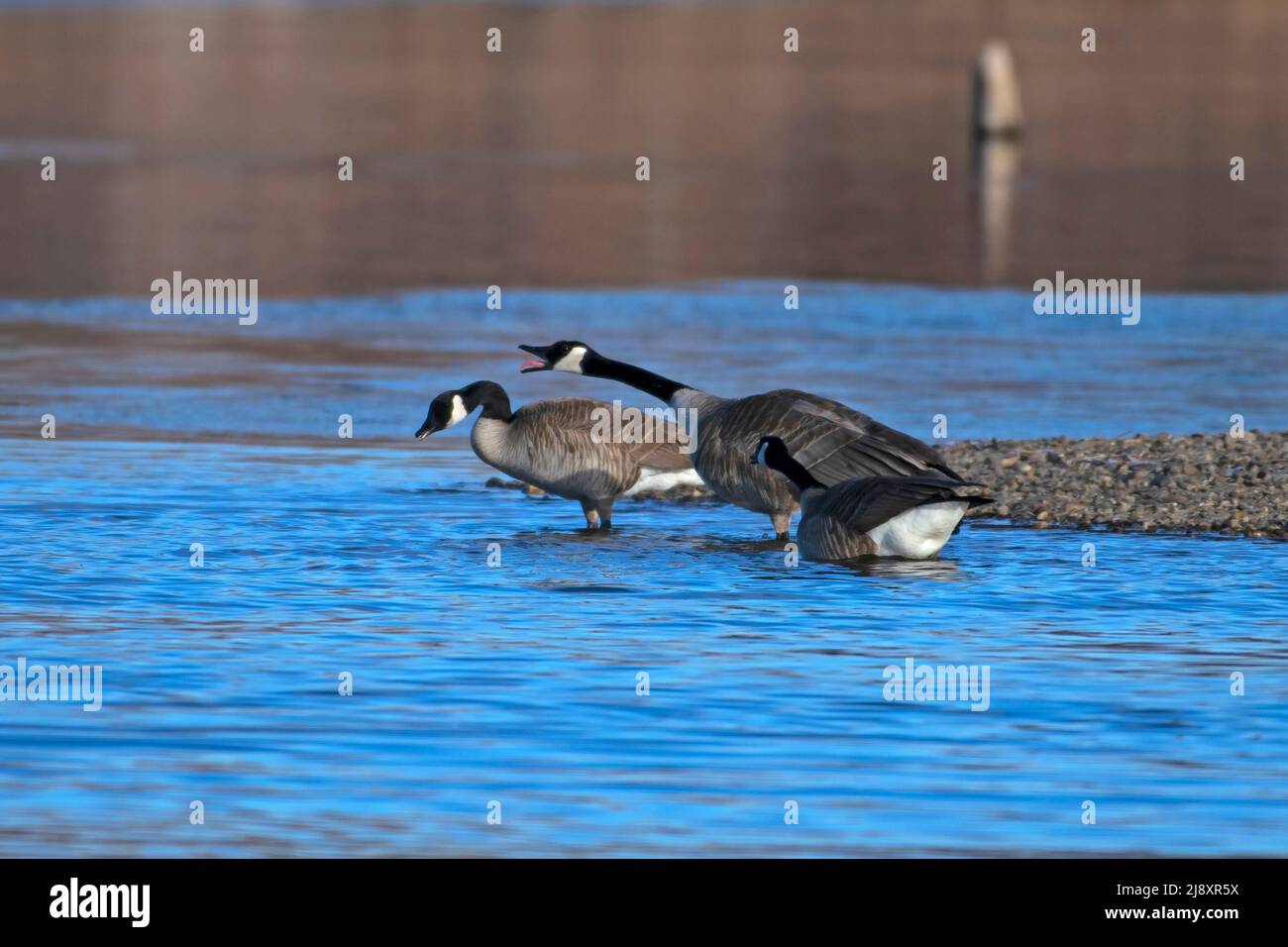 Western canada natural history hi-res stock photography and images - Alamy