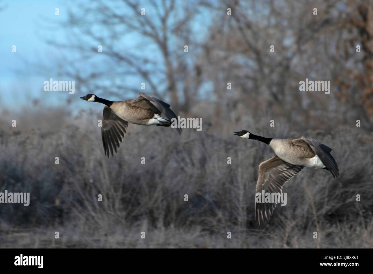 Western canada natural history hi-res stock photography and images - Alamy
