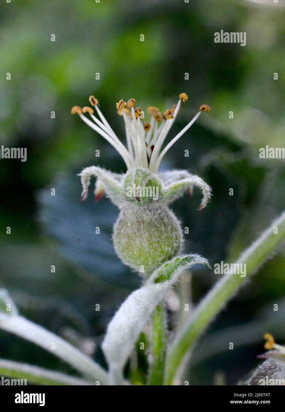 Young fruit apples after blossom in garden. Young apple buds primordium ...