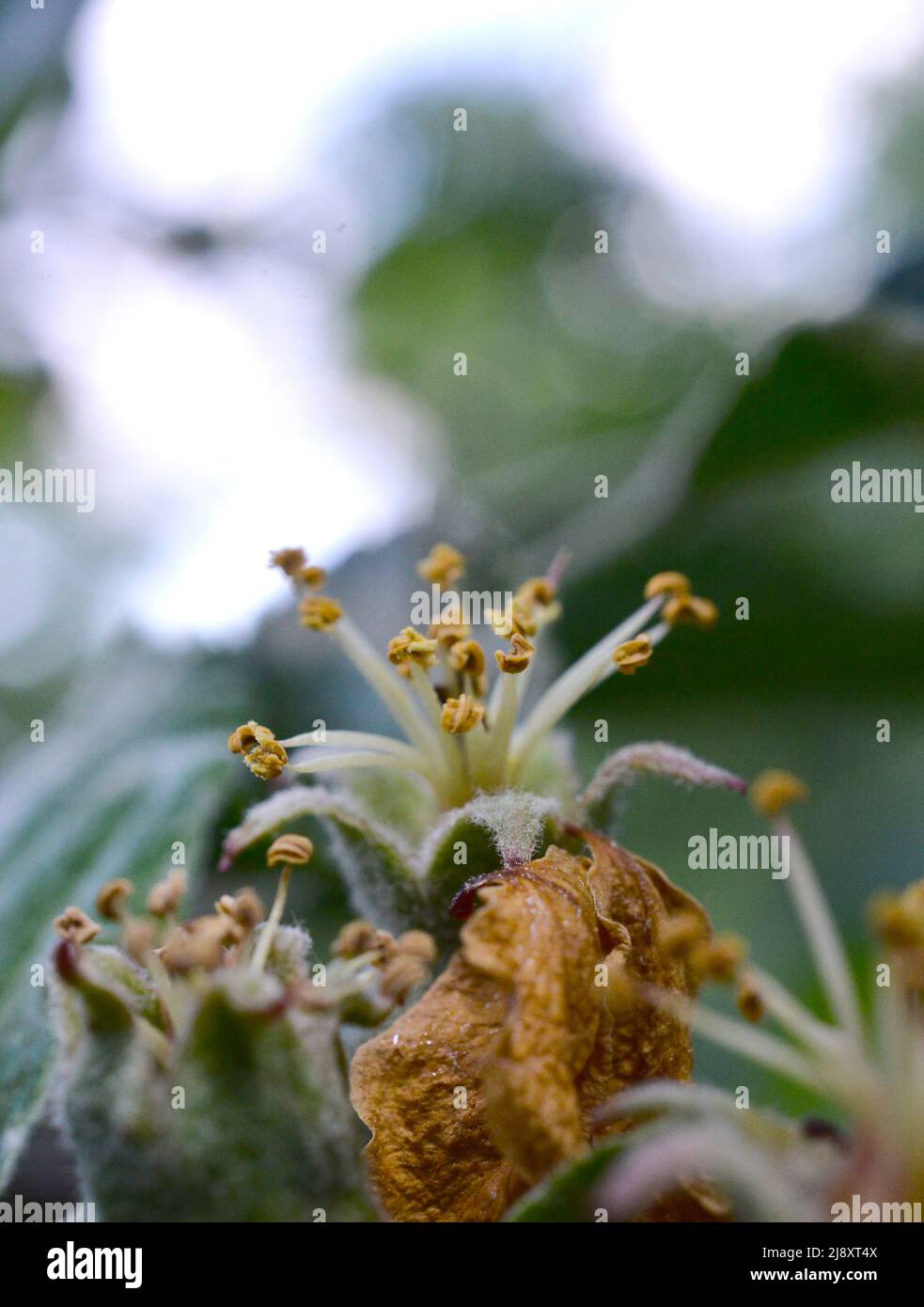 Young fruit apples after blossom in garden. Young apple buds primordium ...