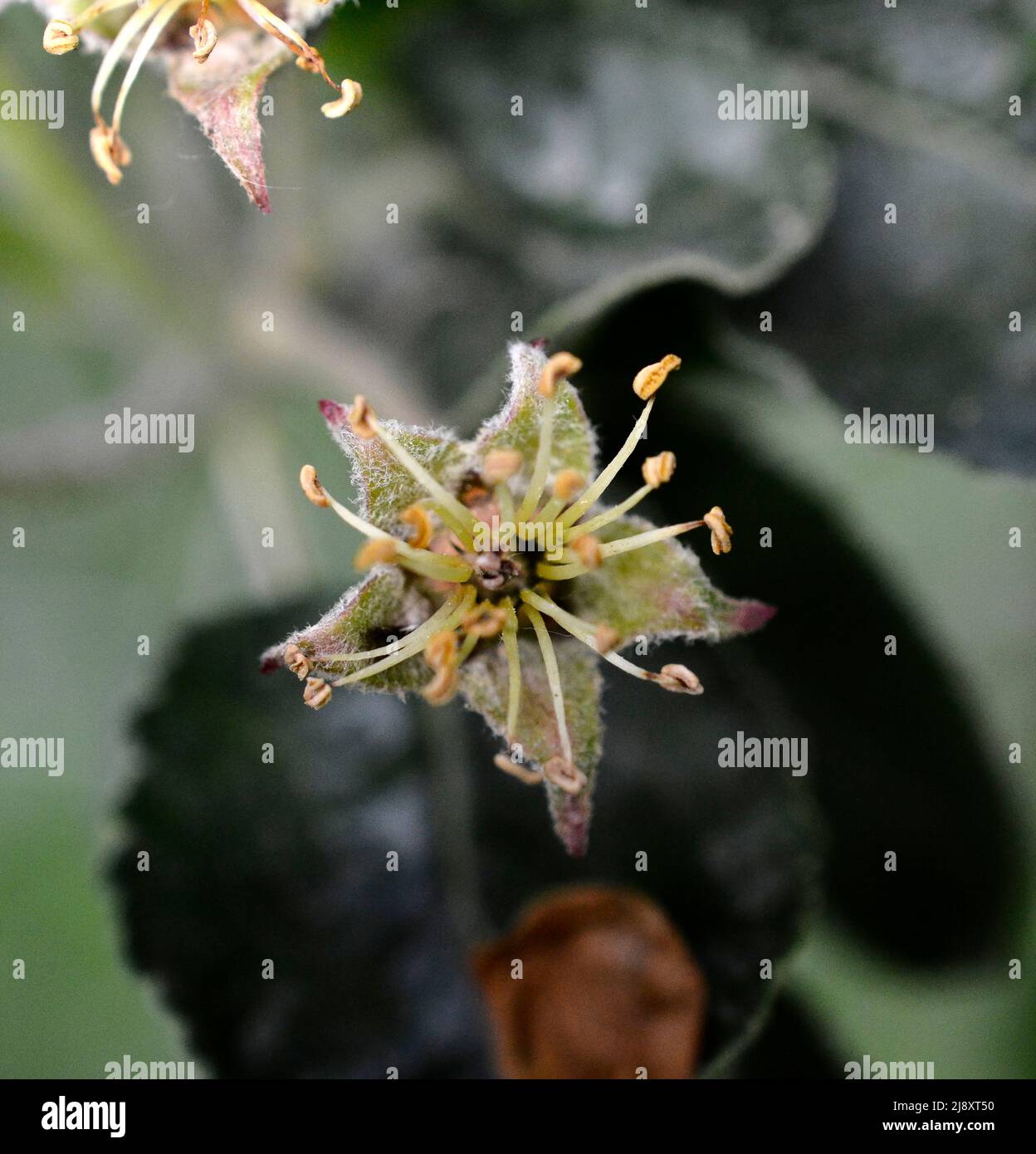 Young fruit apples after blossom in garden. Young apple buds primordium ...