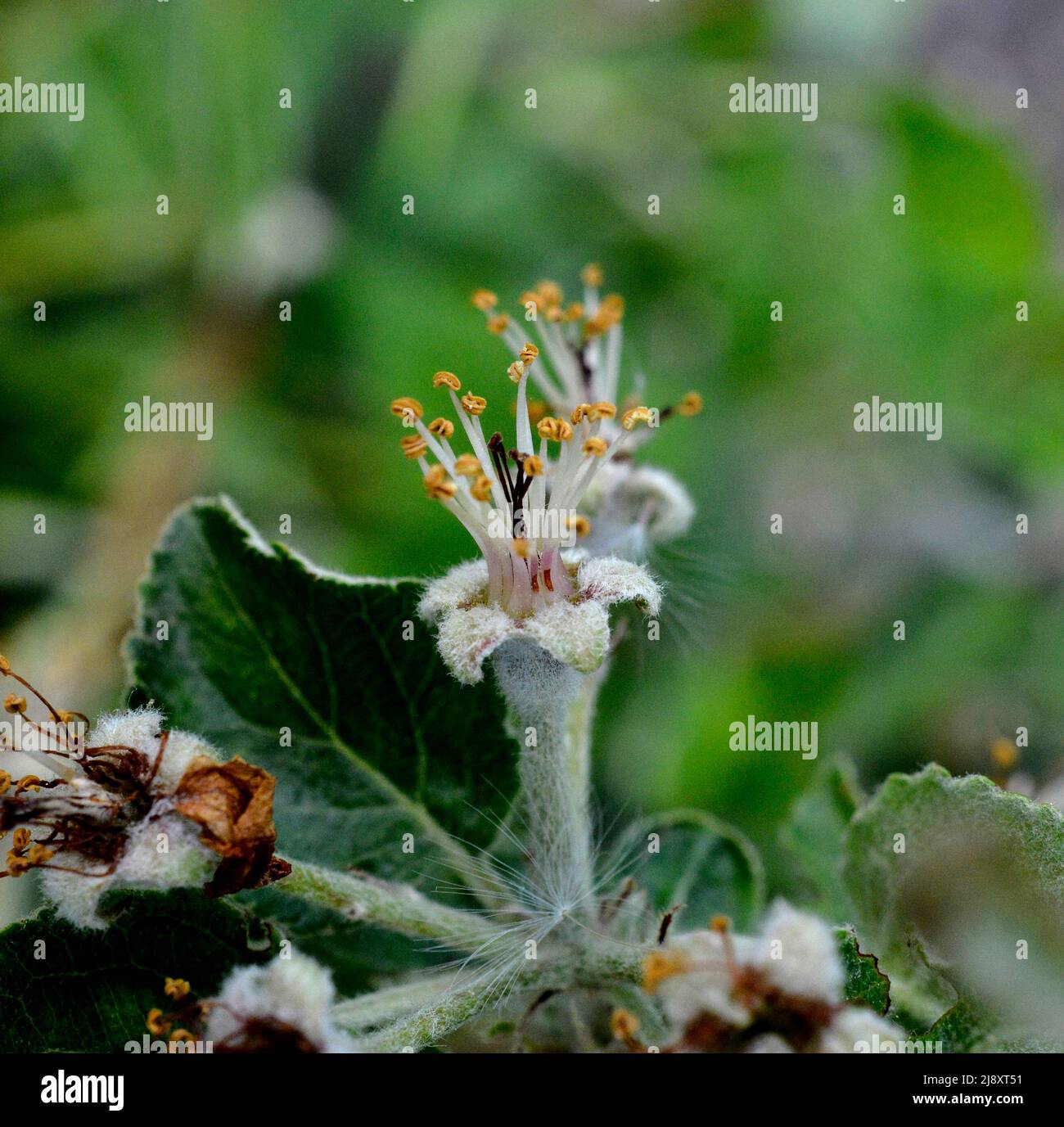 Young fruit apples after blossom in garden. Young apple buds primordium ...