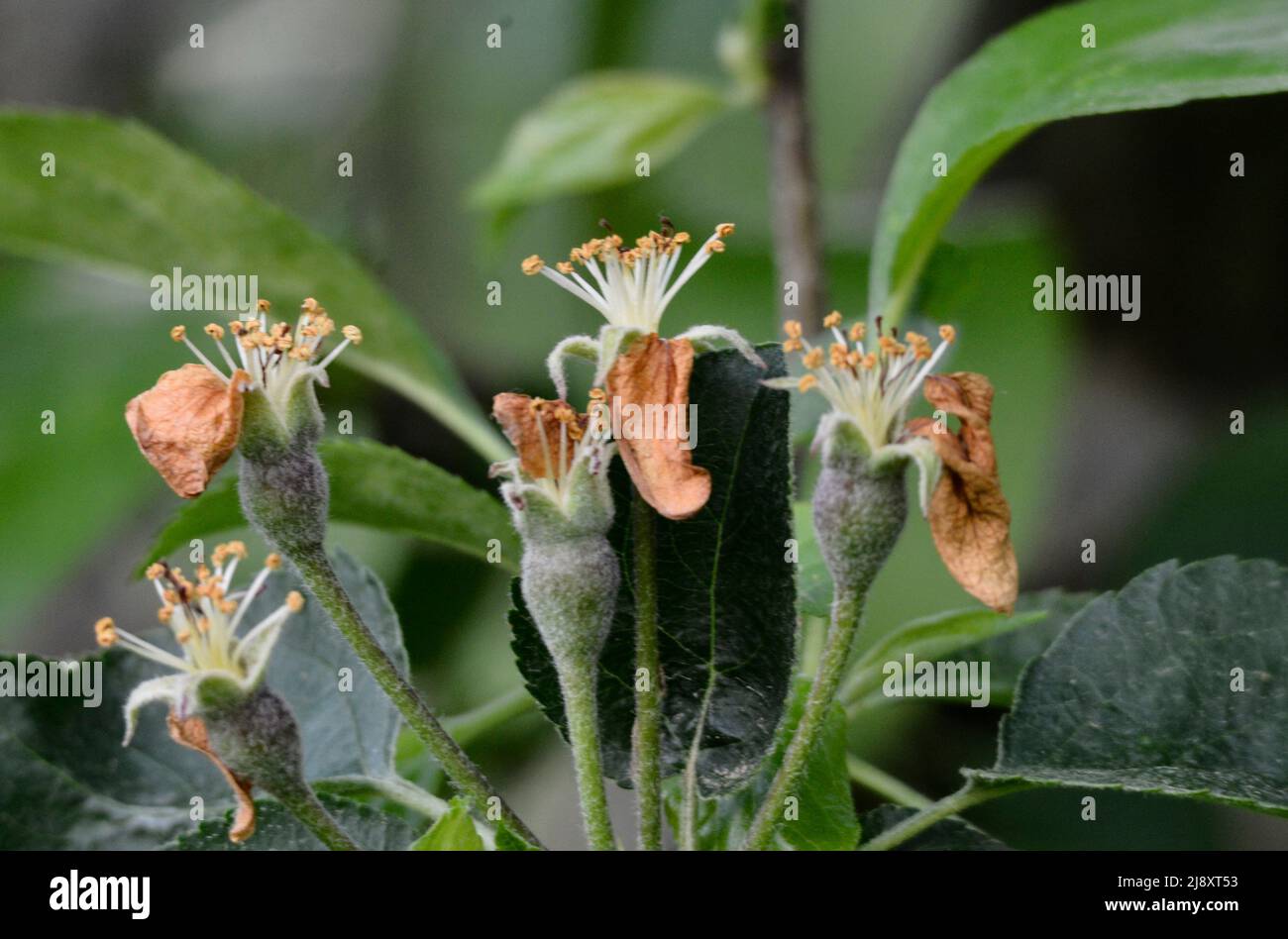 Young fruit apples after blossom in garden. Young apple buds primordium ...