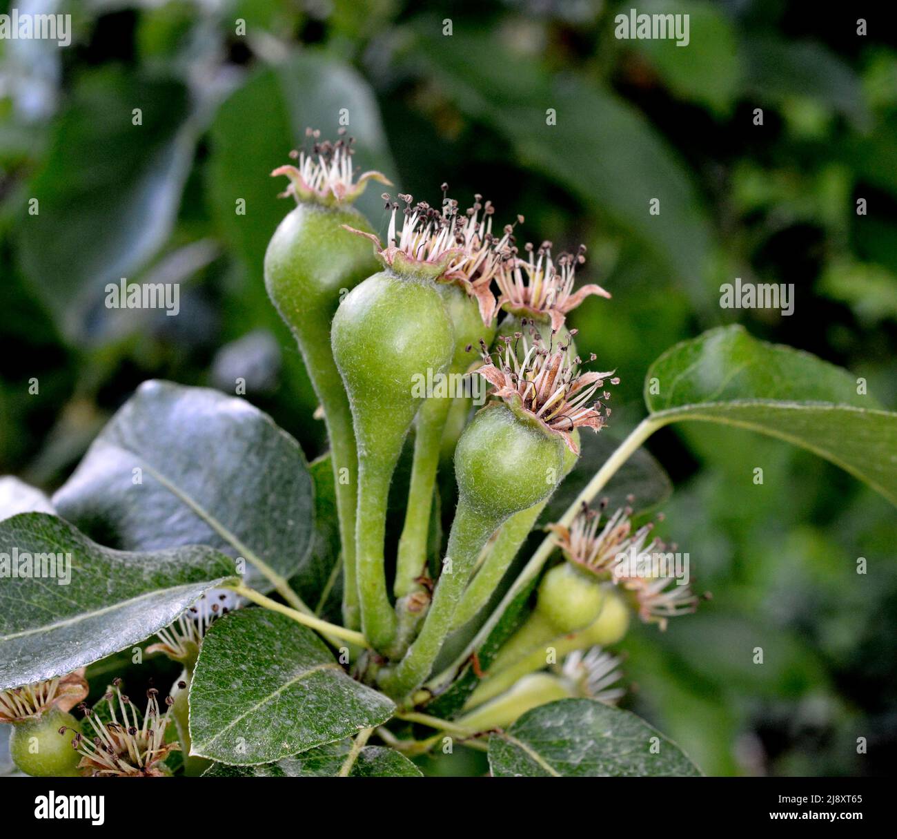Young fruit apples after blossom in garden. Young apple buds primordium ...