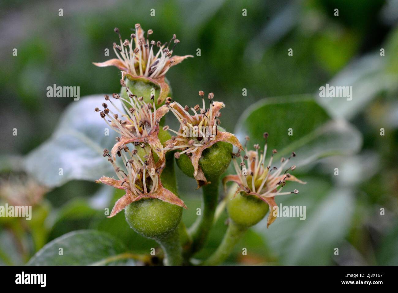 Young fruit apples after blossom in garden. Young apple buds primordium ...