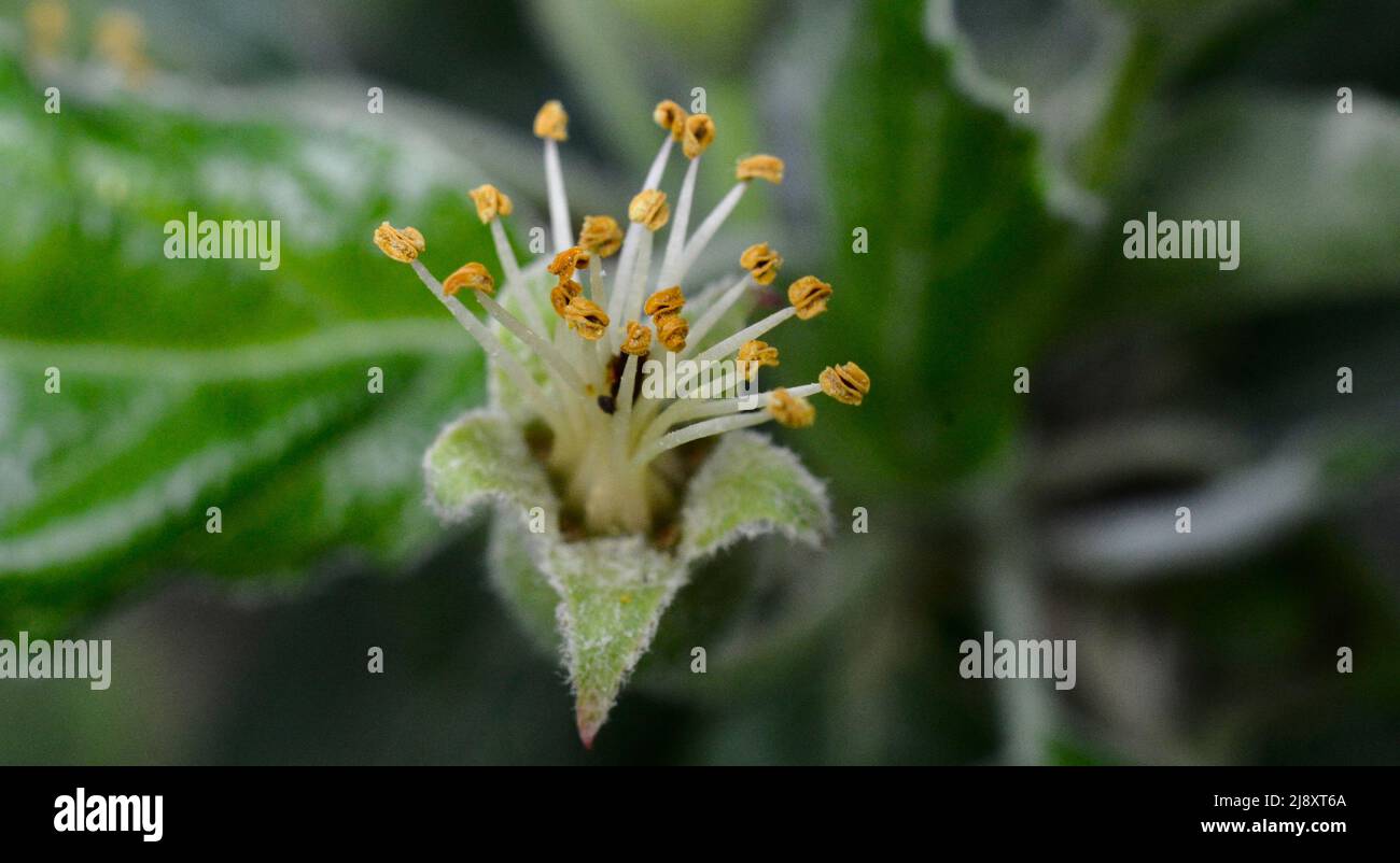 Young fruit apples after blossom in garden. Young apple buds primordium ...