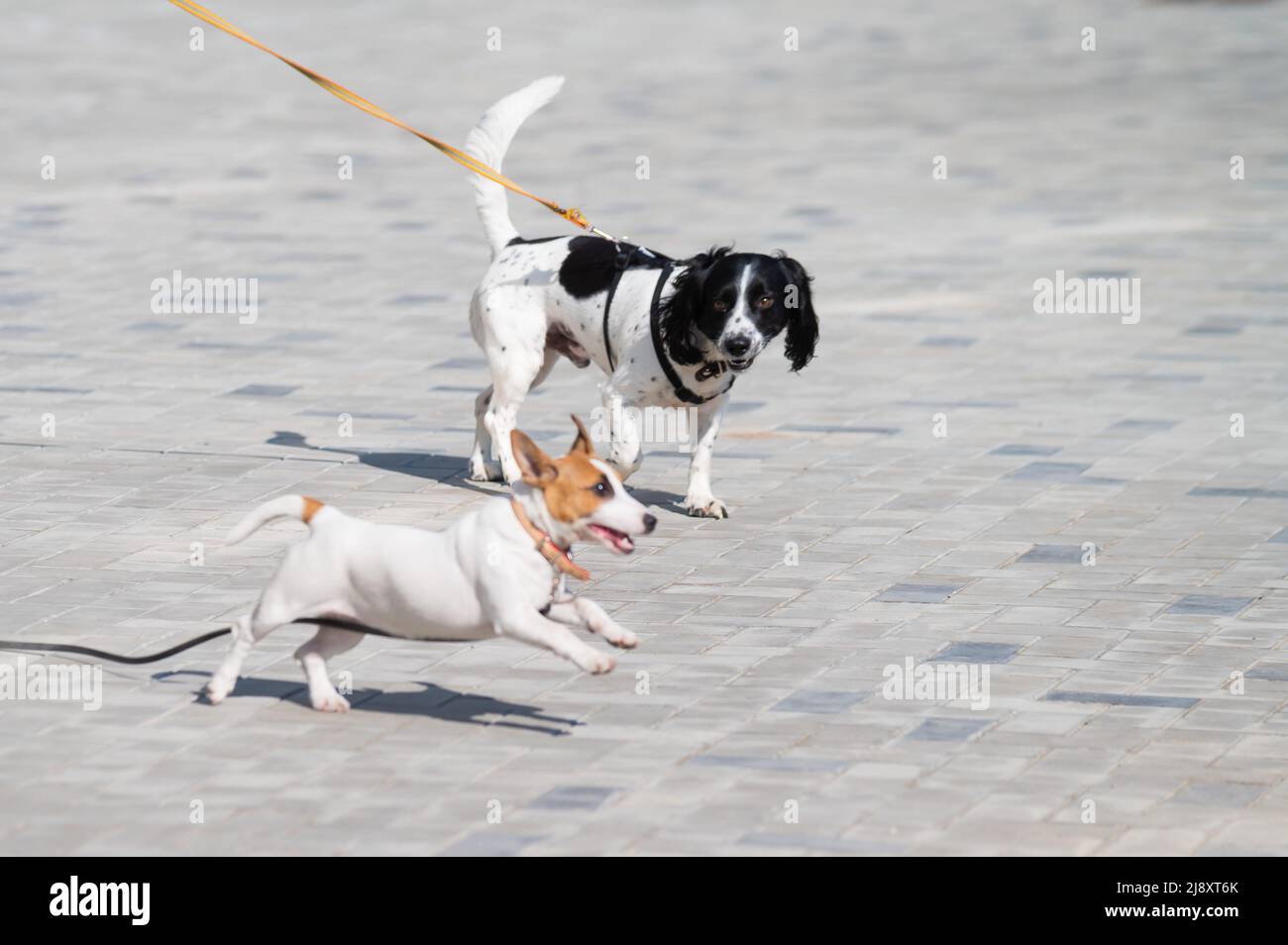 Two dogs run for a walk Stock Photo - Alamy