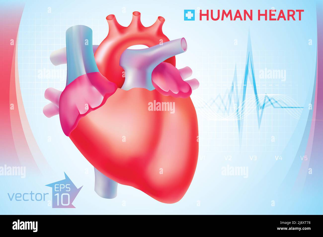 Medical anatomical cardio template with colorful human heart on light ...