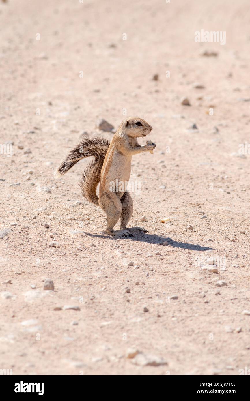 Sand food hi-res stock photography and images - Alamy