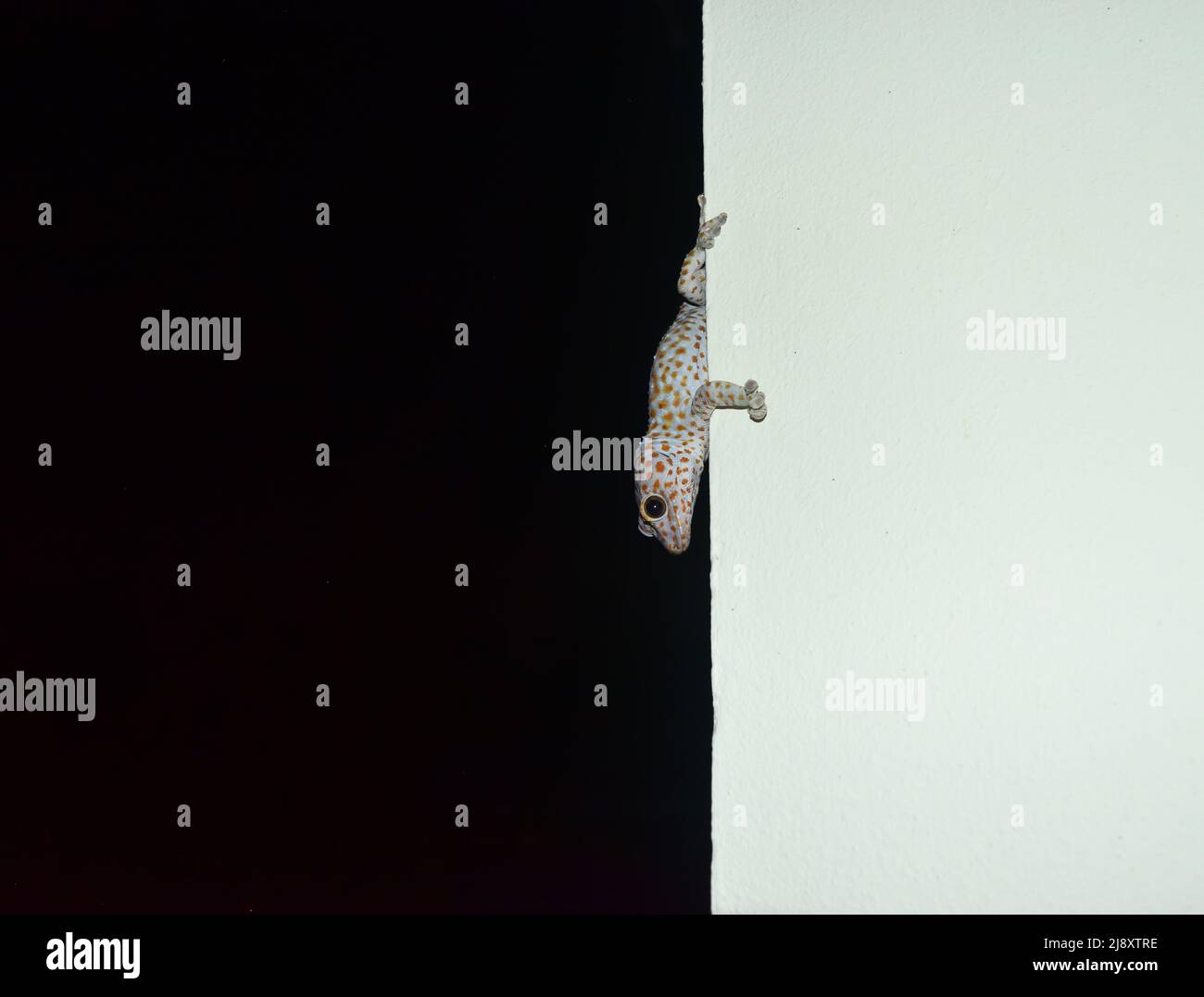 Tokay gecko on gray wall at night with black background, Many orange ...