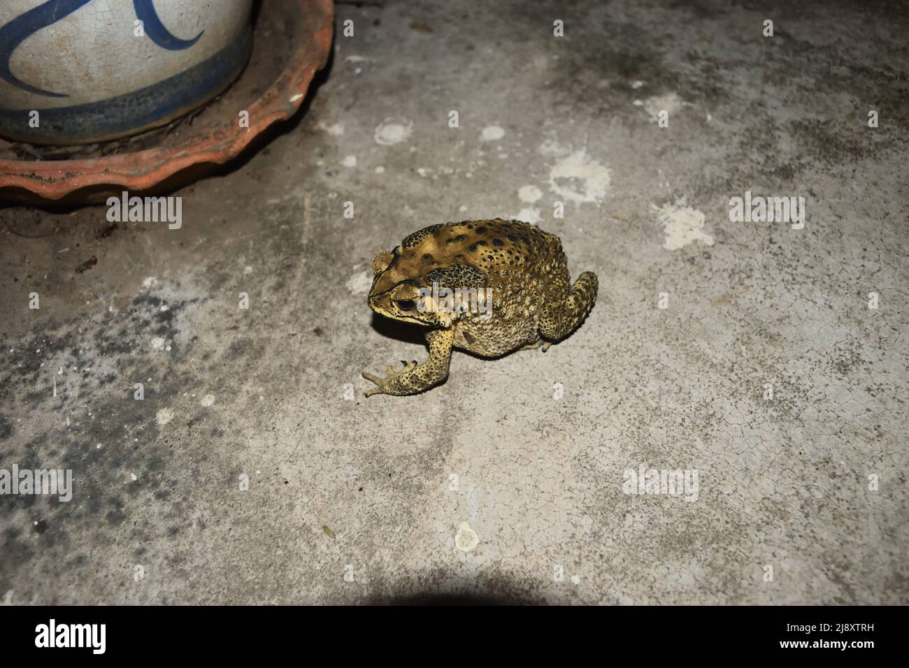 Asian common toad on concrete floor at night, Brown rough skin of ...