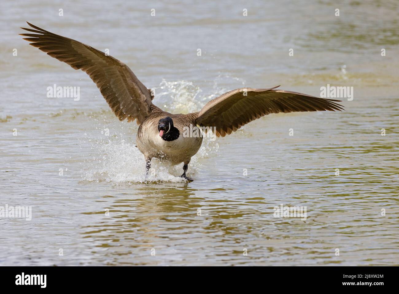 canada goose [ Branta canadensis ] chasing in flight over lake Stock ...