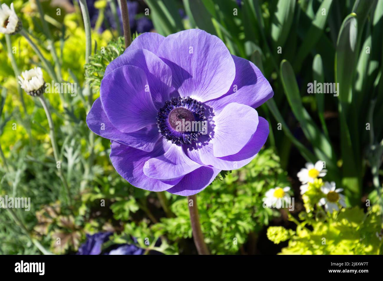 beautiful blue flowers of Anemone coronaria also known as poppy anemone ...