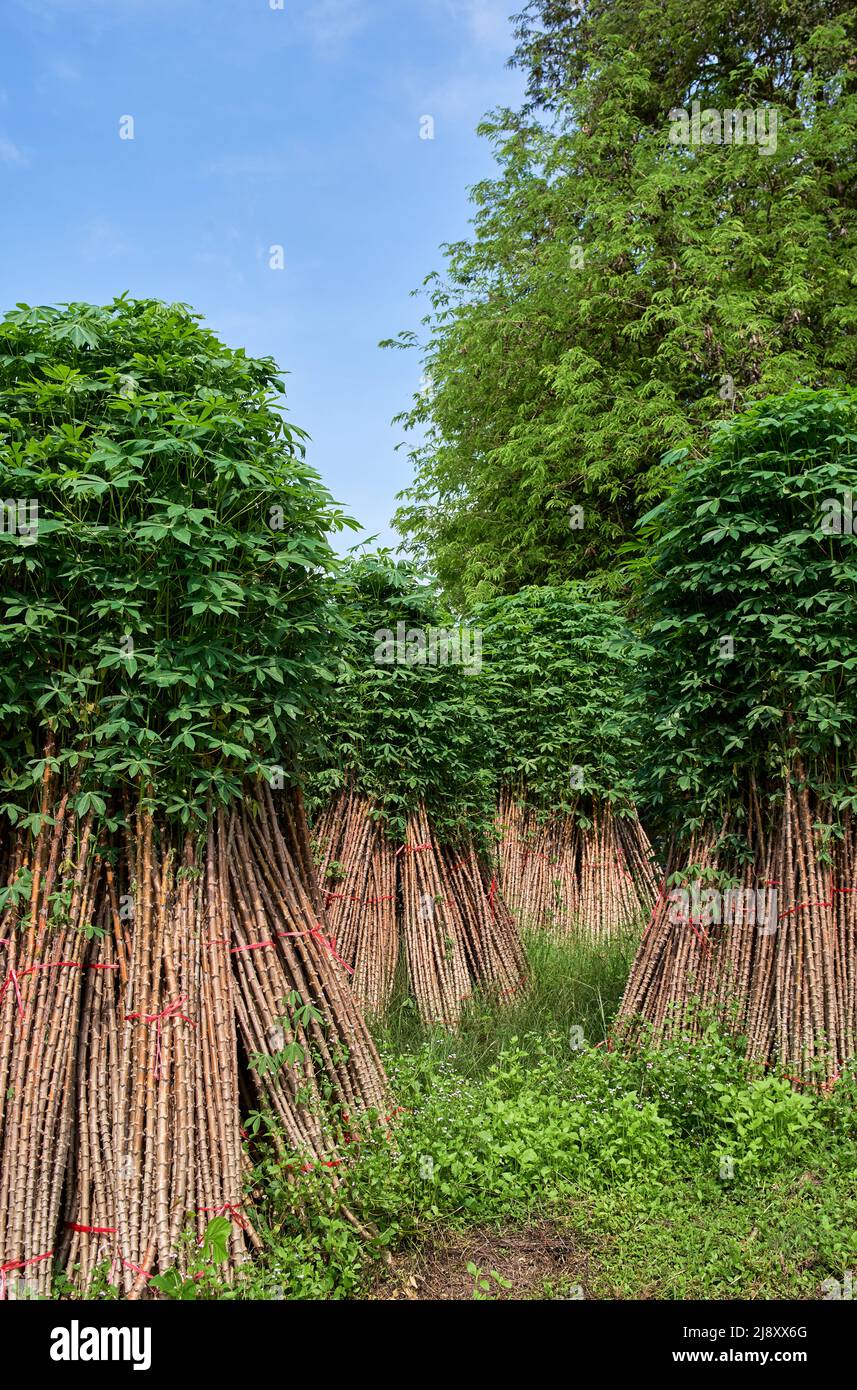 Cassava farming harvest hi-res stock photography and images - Alamy