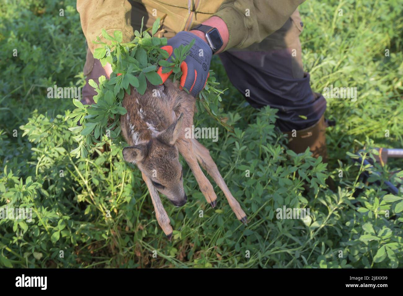 Bambi images hi-res stock photography and images - Alamy