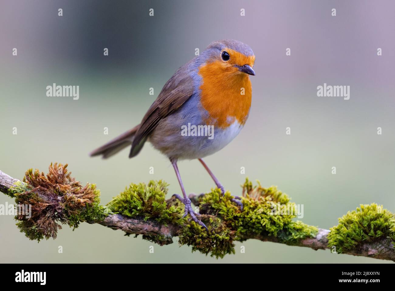 robin [ Erithacus rubecula ] on mossy stick Stock Photo - Alamy